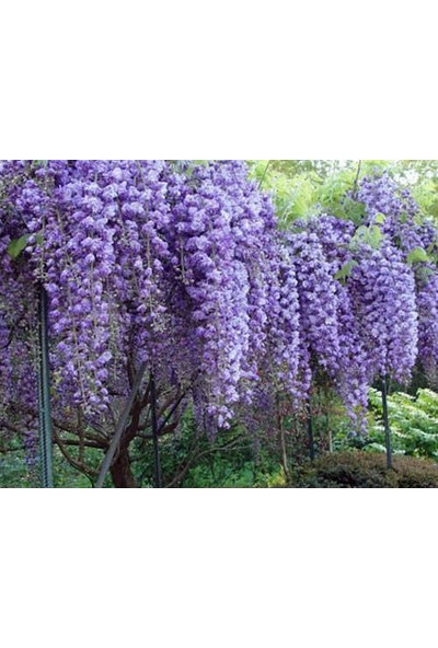 Lala Ahmet Botanik Mor Salkım Fidanı Saksılı Her Mevsim Dikilebilir Lala Ahmet Botanik Mor Salkım Fidanı Saksılı Her Mevsim Dikilebilir