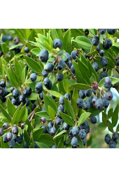 Lala Ahmet Botanik Yaban Mersini Fidanı Siyah Murt Hambeles Fidanı Tüplü Her Mevsim Dikebilirsiniz Lala Ahmet Botanik Yaban Mersini Fidanı Siyah Murt Hambeles Fidanı Tüplü Her Mevsim Dikebilirsiniz
