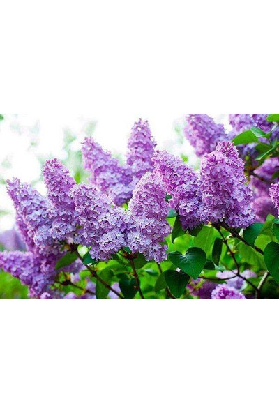 Lala Ahmet Botanik Leylak Fidanı 50 60 cm Syringa Vulgaris Lala Ahmet Botanik Leylak Fidanı 50 60 cm Syringa Vulgaris