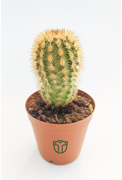Toptan Kaktüs Echinocereus Pectinatus 5.5 cm Saksıda