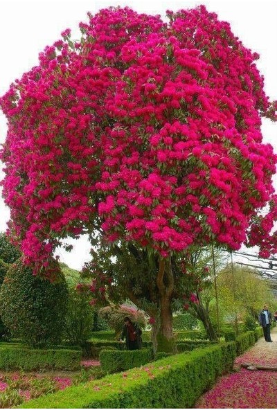 Lala Ahmet Botanik Oya Ağacı Fidanı 50-80 cm Lagerstroemia Indica Lala Ahmet Botanik Oya Ağacı Fidanı 50-80 cm Lagerstroemia Indica