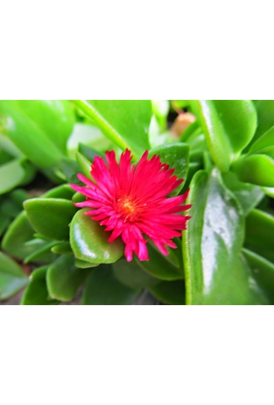 Lala Ahmet Botanik 40 Adet Aptenia Cordifolia, Buz Çiçeği, Öğle Çiçeği Lala Ahmet Botanik 40 Adet Aptenia Cordifolia, Buz Çiçeği, Öğle Çiçeği