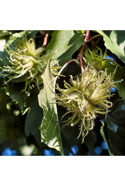Şanguloğlu Tarım Bolu Fındığı Fidanı Tüplü 1 Yaş