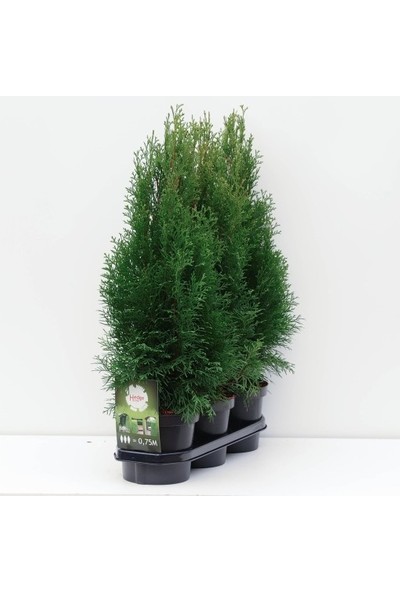 Fidanistanbul Thuja Occidentalis Smaragd Smargat Mazı Fidanı, 100-120 Cm, Saksıda
