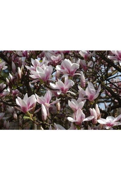 Fidanistanbul Pembe Yaprak Döken Manolya, 60-80 Cm, Saksıda Fidanistanbul Pembe Yaprak Döken Manolya, 60-80 Cm, Saksıda