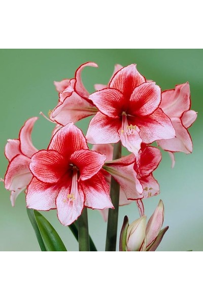 Vip Aksesuar Amaryllis Soğanı - Güzel Hatun Çiçeği Soğanı 2 Adet