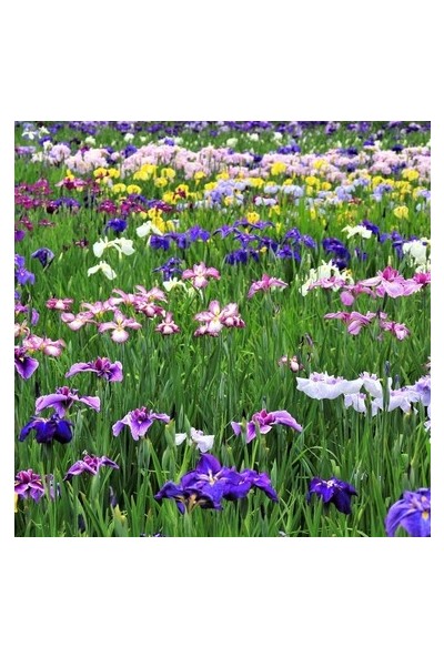 Vip Aksesuar Karışık Renk Iris Süsen Çiçeği Soğanı 5 Adet