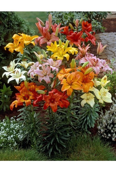 Vip Aksesuar Karışık Renk Zambak Çiçeği Soğanı 5 Adet