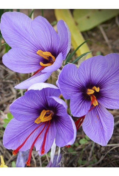 Vip Aksesuar Safran Çiçeği Soğanı 5 Adet