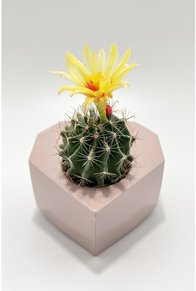 Toptan Kaktüs Sevgiliye Kalpli Saksıda Kaktüs - Çiçek Açan Kaktüs Toptan Kaktüs Sevgiliye Kalpli Saksıda Kaktüs - Çiçek Açan Kaktüs