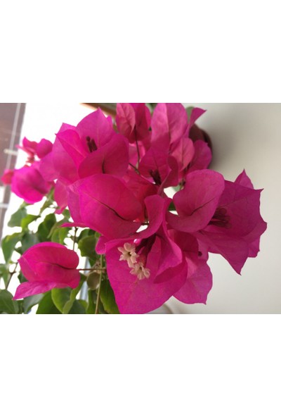 Rüzgar Botanik Bodur Begonvil Çiçeği Fidanı Saksılı 40 x 60 cm Rüzgar Botanik Bodur Begonvil Çiçeği Fidanı Saksılı 40 x 60 cm