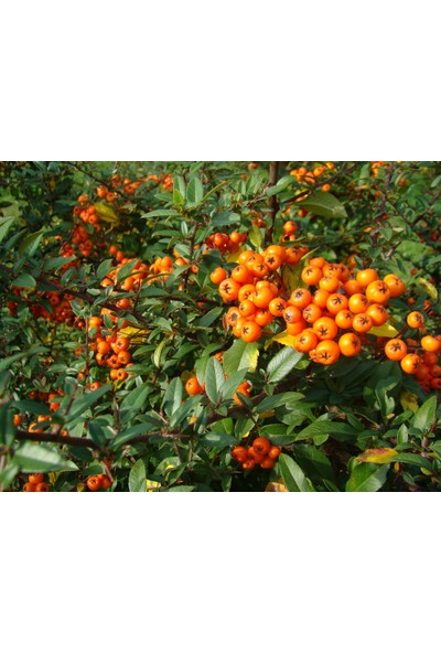 Rüzgar Botanik Ateş Dikeni Çiçeği Fidanı Saksılı 60 x 80 cm