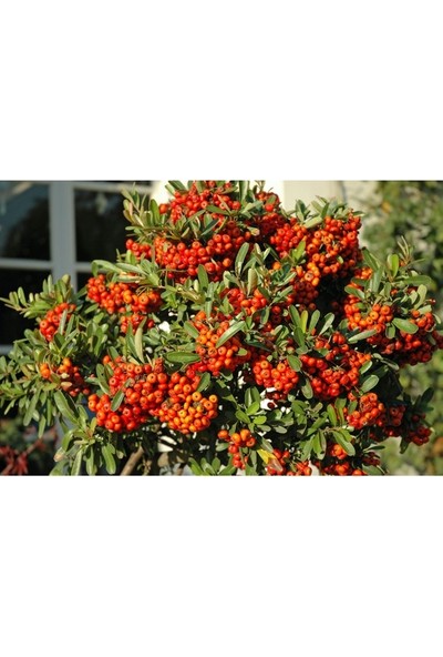Rüzgar Botanik Bodur Ateş Dikeni Çiçeği Fidanı Saksılı 40 x 60 cm