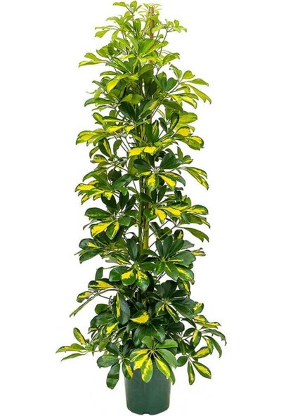 Şeflera Çift Dallı 80 x 100 cm Üretim Saksılı