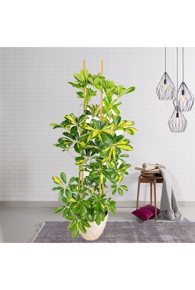 Şeflera Çiçeği 2'li 100 cm Dekoratif Beyaz Saksılı