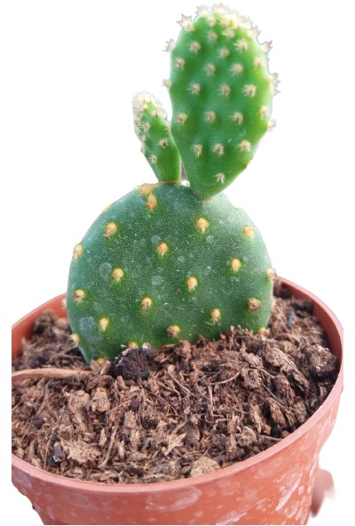 Atasoy Tarım Kaktüs Opuntia