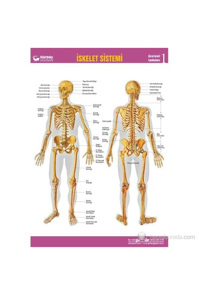 İskelet Sistemi Levhası