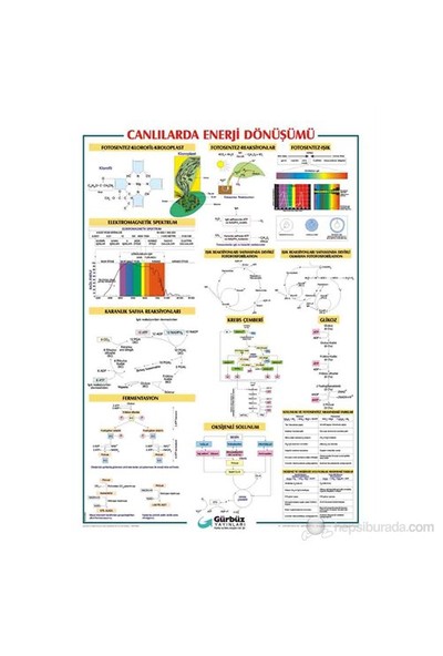Canlılarda Enerji Dönüşümü Levhası
