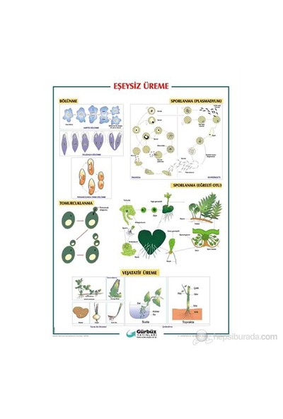 Eşeysiz Üreme Levhası Eşeysiz Üreme Levhası
