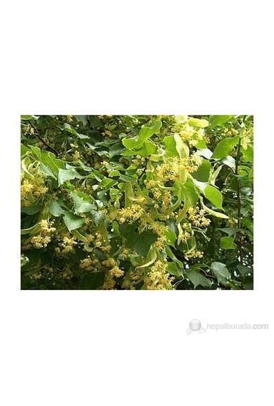 Ihlamur Fidanı Tilia Tomentosa 60-80 Cm
