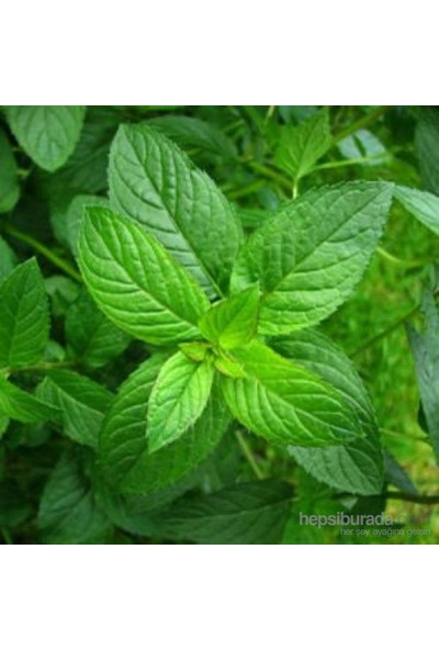 Plantistanbul Nane Bitkisi Plantistanbul Nane Bitkisi