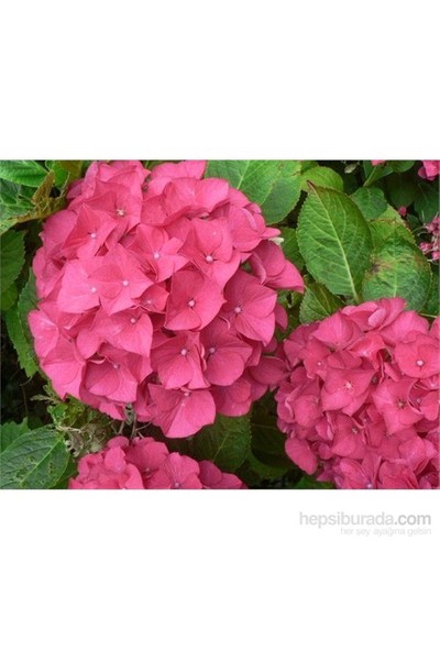 Plantistanbul Ortanca Fidanı, Pembe, 40-60 Cm Plantistanbul Ortanca Fidanı, Pembe, 40-60 Cm