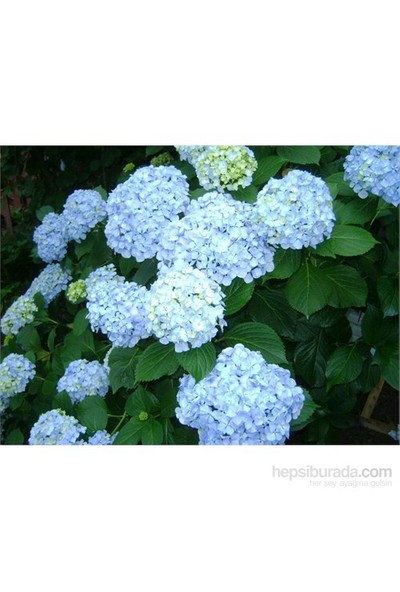 Plantistanbul Ortanca Fidanı, Mavi, Saksıda, 40-60 Cm