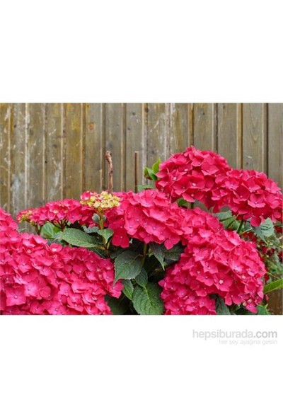 Plantistanbul Ortanca Fidanı, Kırmızı, Saksıda, 40-60 Cm Plantistanbul Ortanca Fidanı, Kırmızı, Saksıda, 40-60 Cm