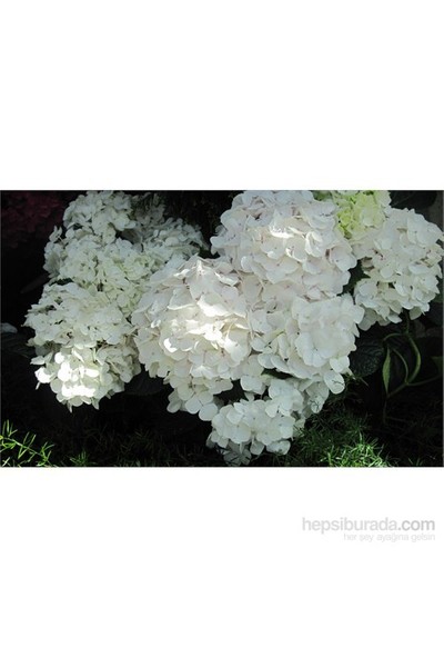 Plantistanbul Ortanca Fidanı, Beyaz, Saksıda, 40-60 Cm Plantistanbul Ortanca Fidanı, Beyaz, Saksıda, 40-60 Cm