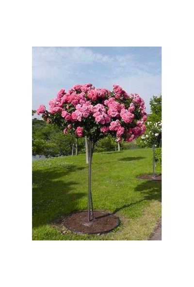 Plantistanbul Pembe Baston Gül, Saksılı