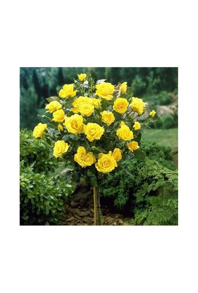 Plantistanbul Sarı Baston Gül, Saksılı +100 Cm
