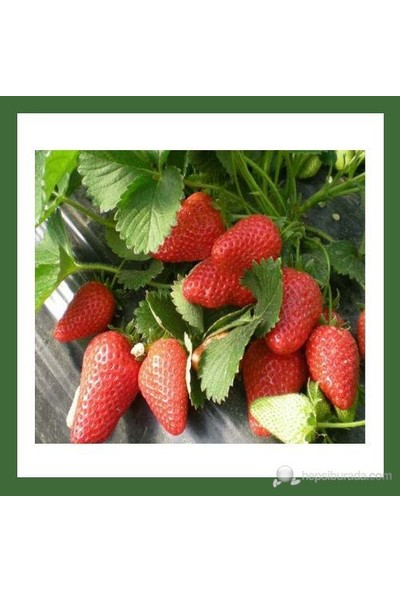 Plantistanbul Çilek Fidesi Yediveren 10 Adet