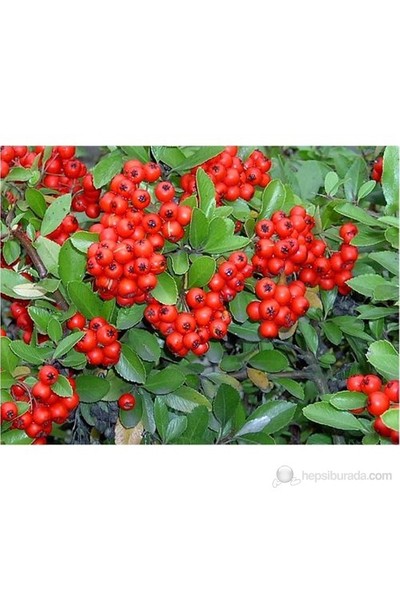 Plantistanbul Pyracantha Coccinea Nana-Bodur Ateş Dikeni Fidanı
