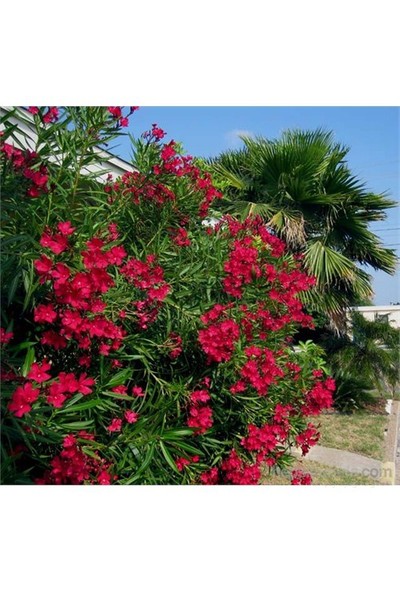 Plantistanbul Nerium Oleander-Zakkum Fidanı Kırmızı Plantistanbul Nerium Oleander-Zakkum Fidanı Kırmızı