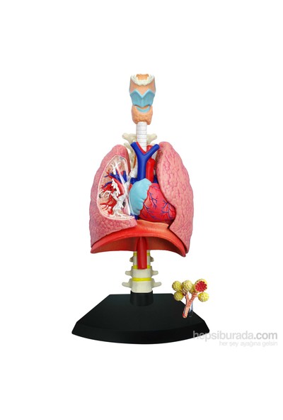 4D Master Solunum Sistemi (1:3)