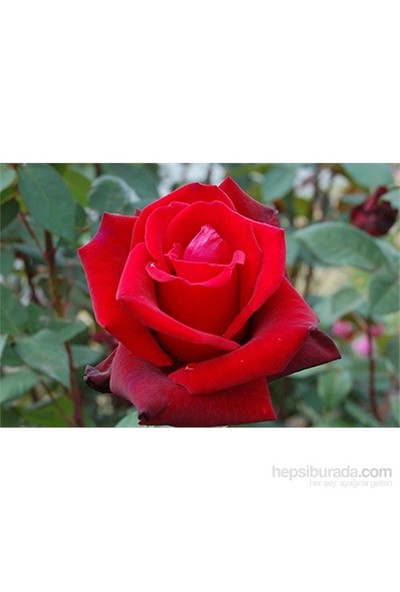 Plantistanbul Gül Fidanı, Kırmızı