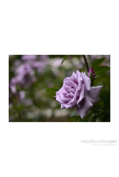 Plantistanbul Lila Baston Gül, Saksılı +100 Cm