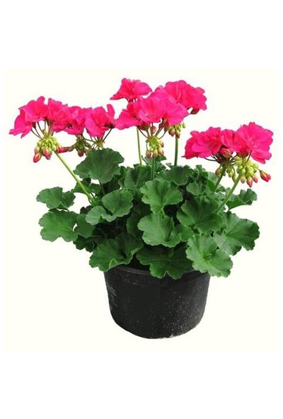 Plantistanbul Sardunya Fidanı, Saksıda