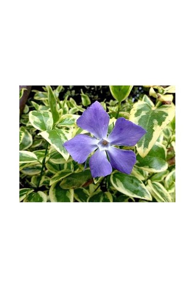 Plantistanbul Vinca Major Veriegata Alacalı Büyük Cezayir Menekşesi, Saksıda Plantistanbul Vinca Major Veriegata Alacalı Büyük Cezayir Menekşesi, Saksıda