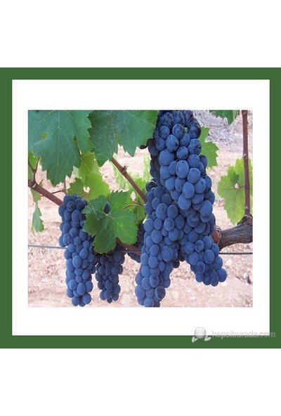 Plantistanbul Asma Üzüm Fidanı, Öküz Gözü Tüplü