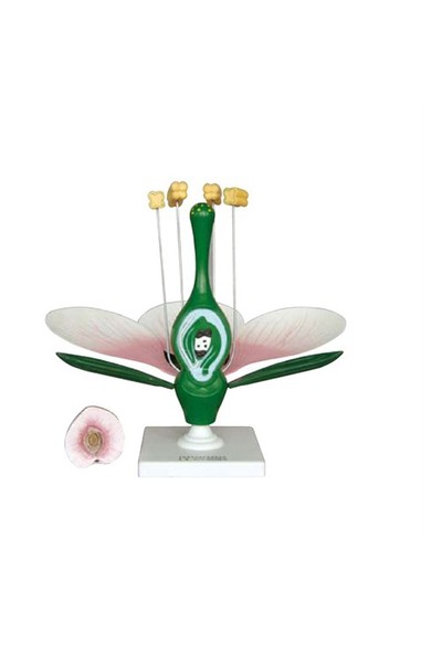 Anatomia Çiçek Kesiti Modeli