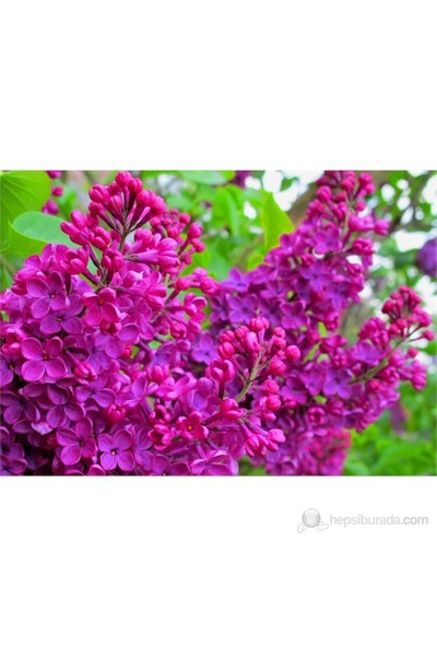 Plantistanbul Syrınga Vulgaris -Leylak Fidanı