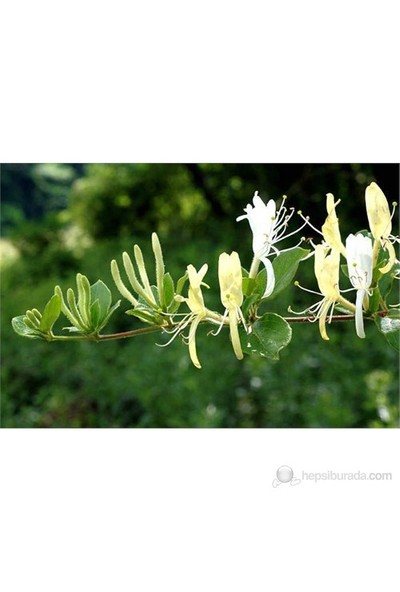 Plantistanbul Lonicera Caprifolium- Hanımeli Fidanı
