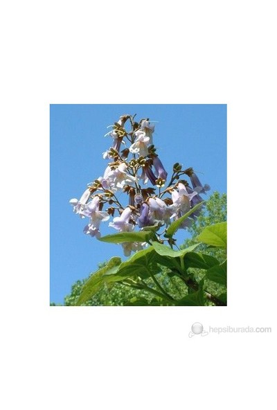 Plantistanbul Paulownia Fidanı