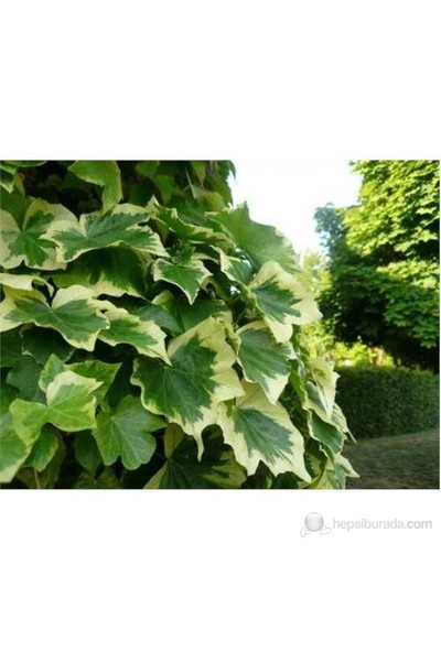 Plantistanbul Hedera Helix- Orman Duvar Sarmaşığı Fidanı