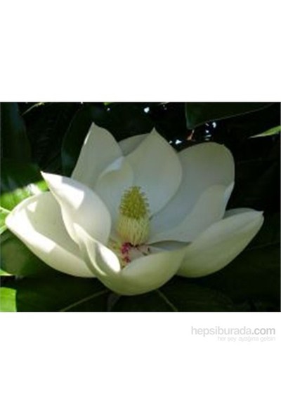 Plantistanbul Magnolia Grandiflora-Manolya Fidanı Plantistanbul Magnolia Grandiflora-Manolya Fidanı