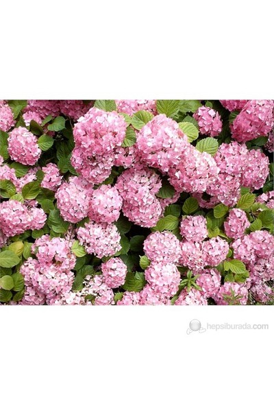 Plantistanbul Ortanca Fidanı, Pembe, 15-20 cm Plantistanbul Ortanca Fidanı, Pembe, 15-20 cm