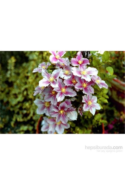 Plantistanbul Clematis Little Duckling Piilu, +100 Cm, İthal, Saksıda Plantistanbul Clematis Little Duckling Piilu, +100 Cm, İthal, Saksıda