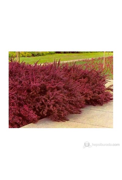 Berberis Thunbergi Attro. - Berberis Fidanı