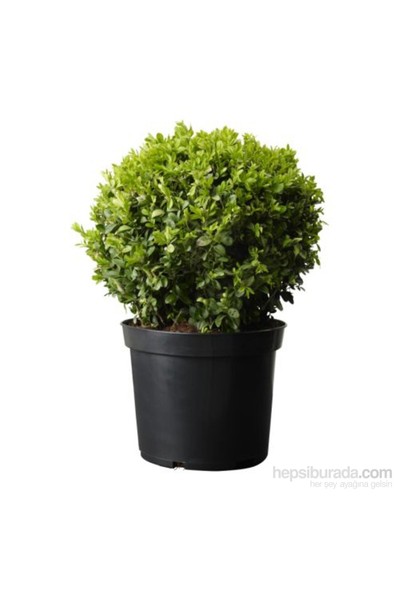 Plantistanbul Buxus Sempervirens- Şimşir Fidanı Plantistanbul Buxus Sempervirens- Şimşir Fidanı